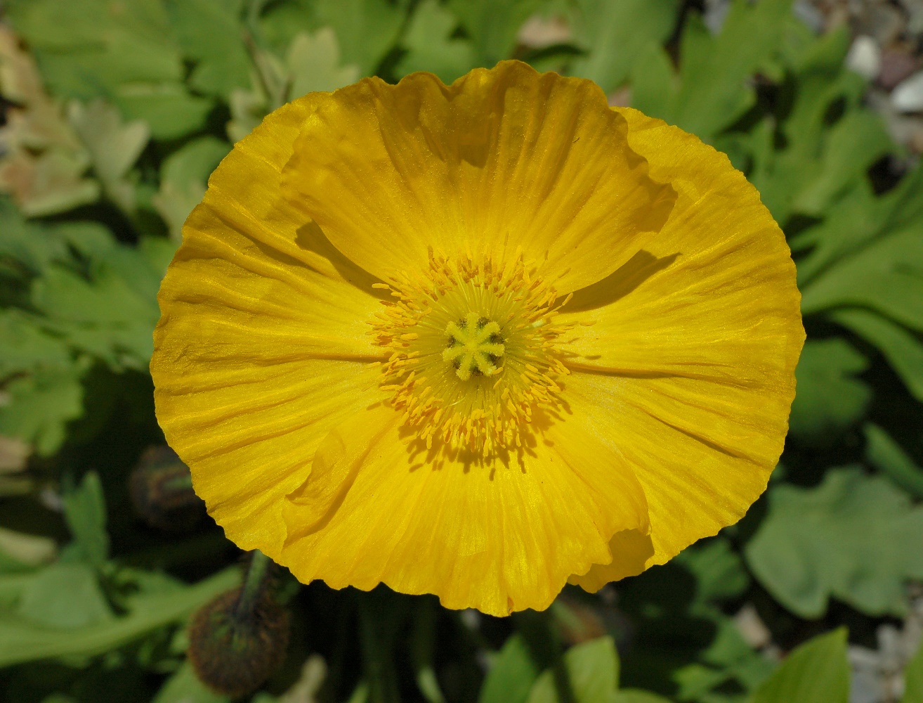 Papaver nudicaule – Izlandi mák » Növényhatározó